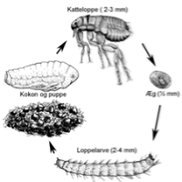 Lopperne er her stadig