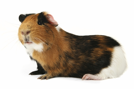 Dårlige tænder hos marsvin