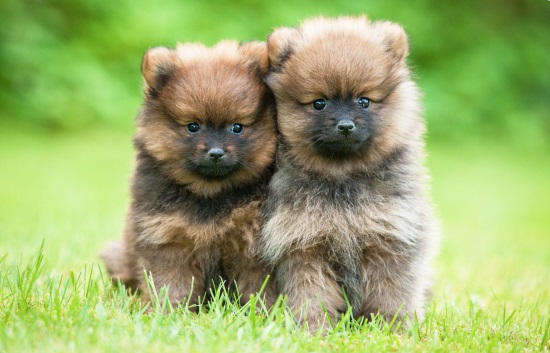 Hundehvalp med navlebrok