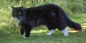 Katte i haven skræmmer fuglene